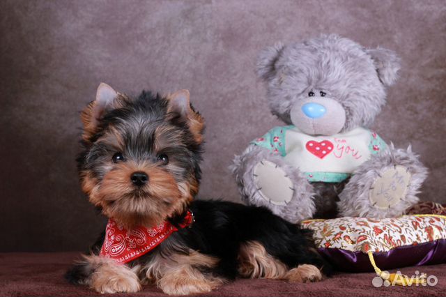 Йоркшерский терьер