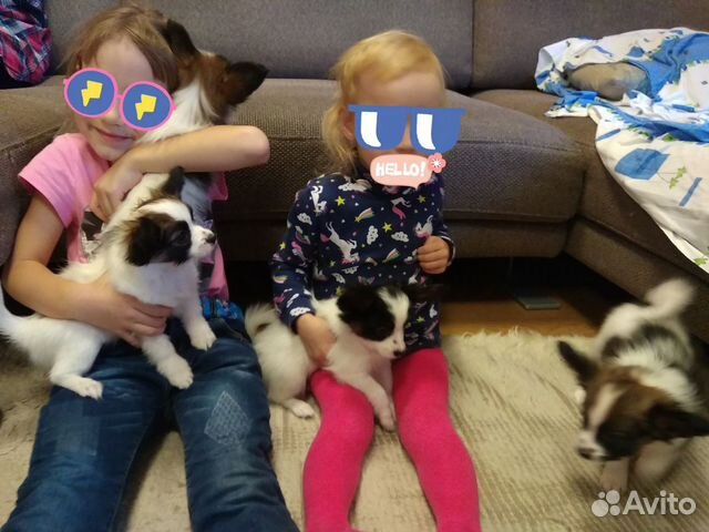 Щенки папион