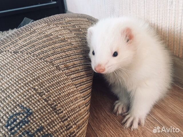 Хорек окраса Дью/белый (не альбинос)