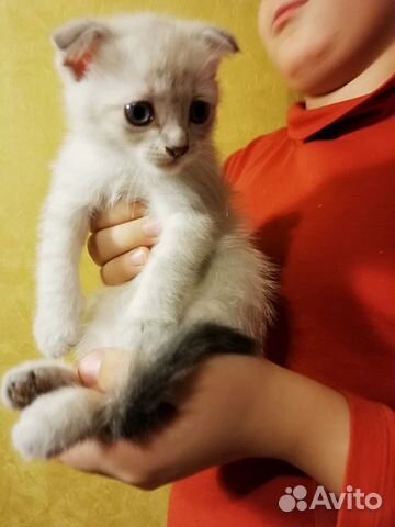 Милые и ласковые котята в добрые руки