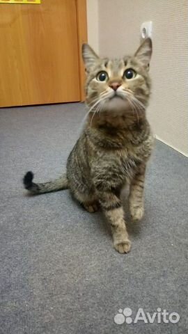 Нашлась кошка