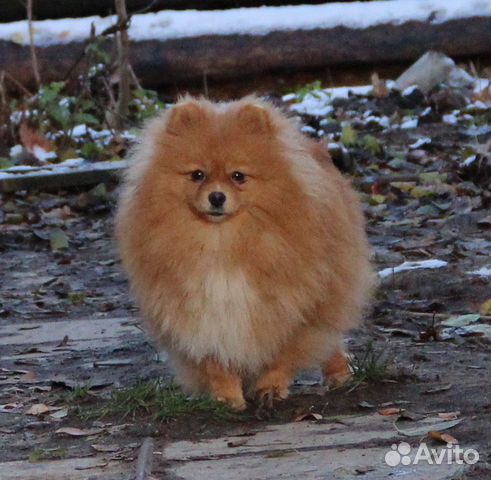 Подрощенный мальчик шпица