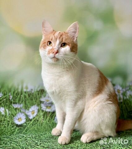 Котодети из приюта ищут своих родителей