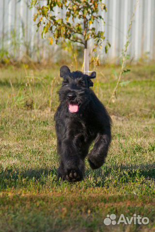 Щенок ризеншнауцера