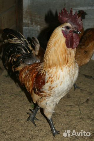 Ланкенданзи расписные, Шелковые аборигены