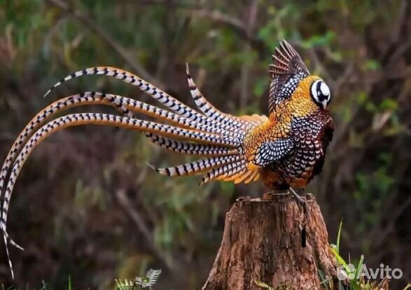 Фазаны Каролевские