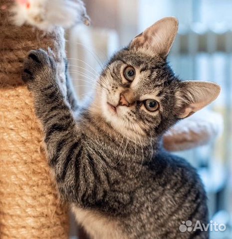 Котенок Тигренок ищет семью