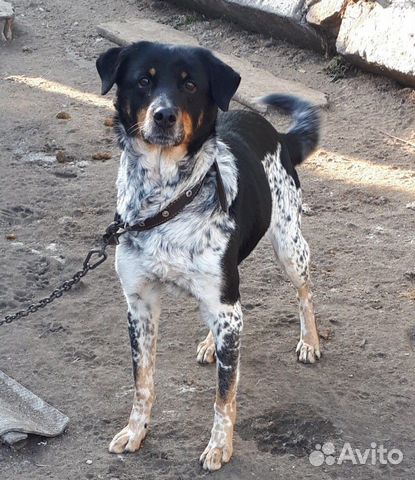 Саманта отдам в добрые руки