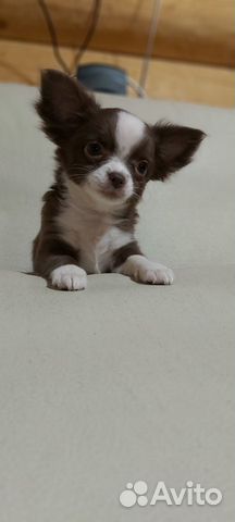 Щенки чихуахуа