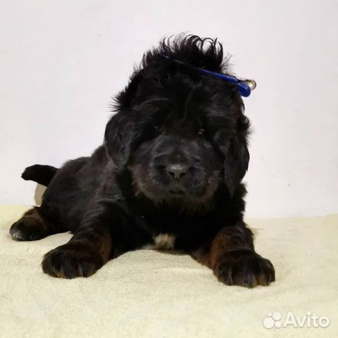 Девочка тибеточка