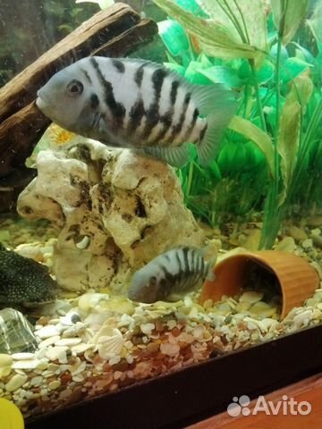 Цихлиды и цихлозомы