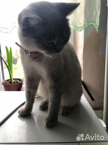 Кошка