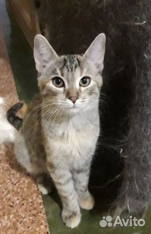 Кошки сестрички, крысоловки