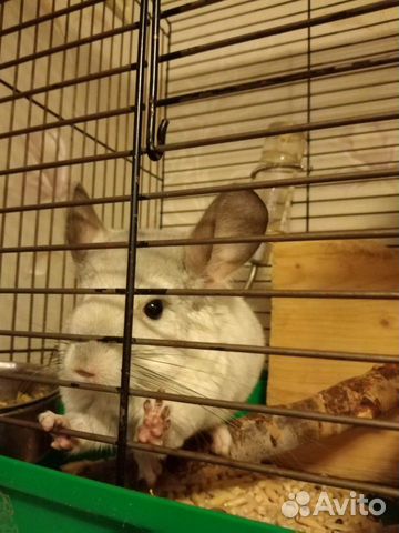 Шиншилла, белый вильсон, девочка