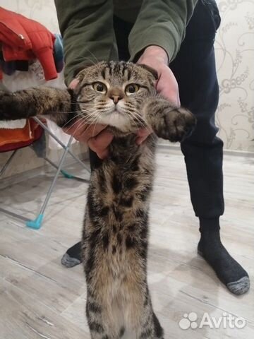 Вислоухая британка на вязку