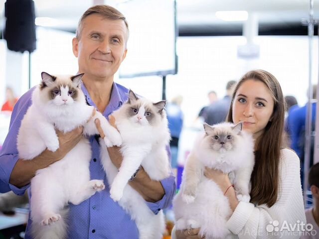 Рэгдолл шоу-класса в разведение
