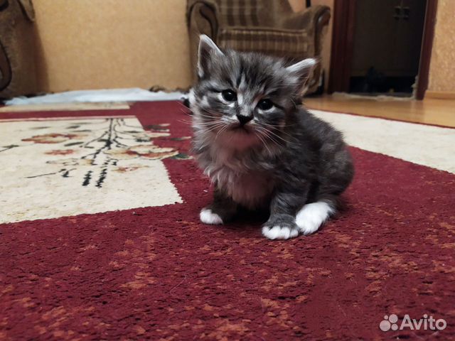 Отдам четырех маленьких котят