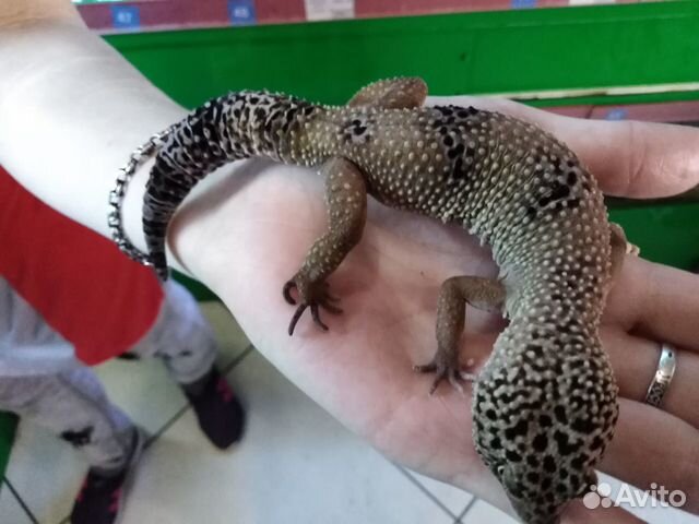 Эублефар пятнистый