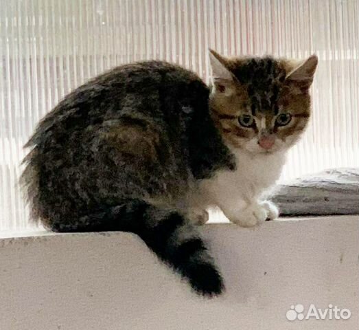 Котята ищут дом