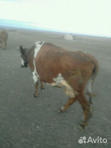 Корова дойная