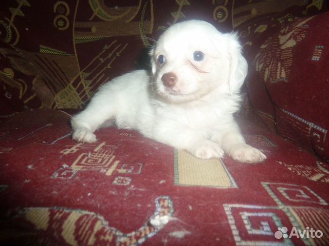 Щенки китайской хохлатой