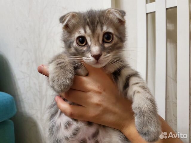 Метисы Шотландский вислоухий кот и Бенгалка