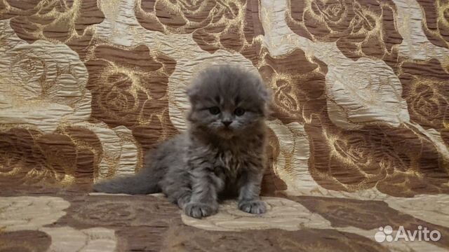 Пушистый вислоухий комочек