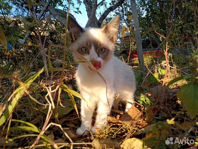 Голубоглазое счастье
