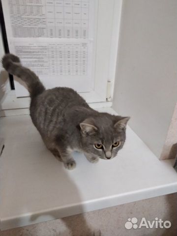 Внучка британской кошки