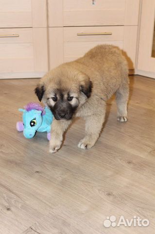 Крупная девочка, 1,5 мес., метис ко и сао, в дар