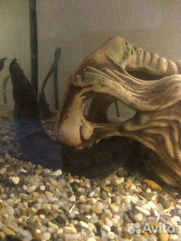 Мастацембел арматус