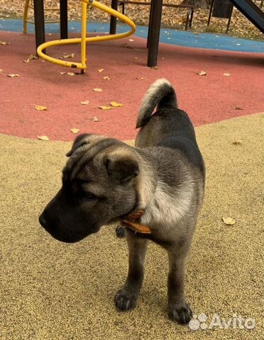 Щенок Митис шарпей