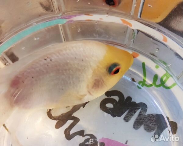 Аквариумная рыба-попугай 10-12 см