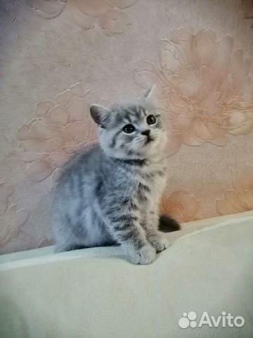 Шотландская девочка