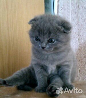Котятки вислоушки