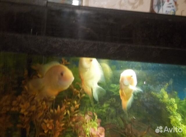 Аквариумные рыбки - попугаи