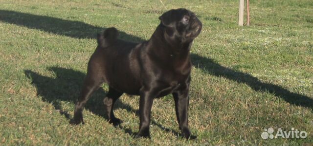 Щенки мопсята