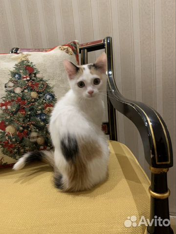 На Новый год трехшерстное счастье в дом