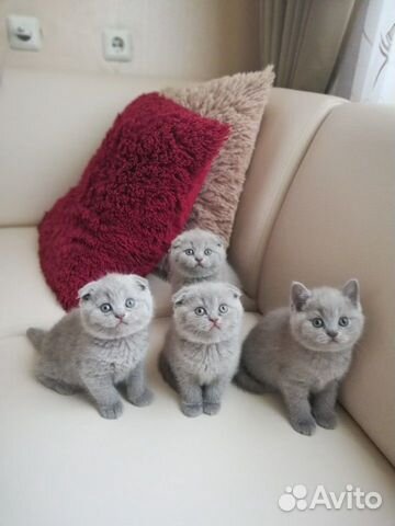 Котята шотландские