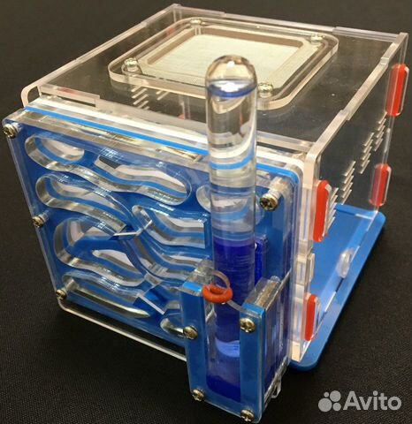 Pheidole yeensis муравьи