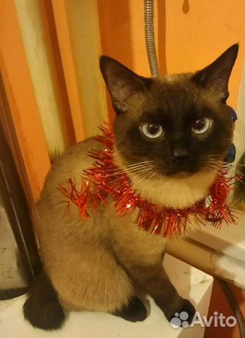 Вязка. Меконгский бобтейл