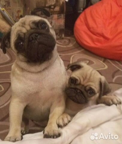 Мопс кабель