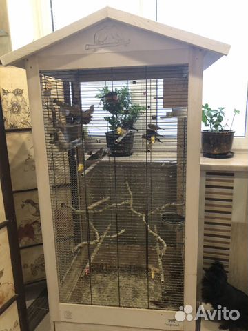 Вольер для птиц. Амадины