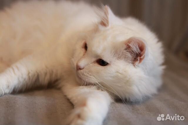 Кошечка Белочка 2,5 года