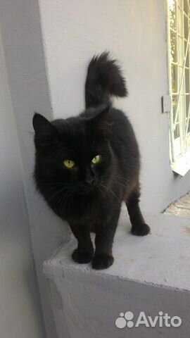 Черныш ищет семью