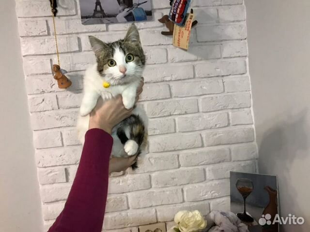 Дивная котенок Пшеничка ищет маму, 4 мес