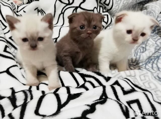 Шотландские котята