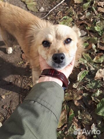 Ищет дом мелкий песик Элвис