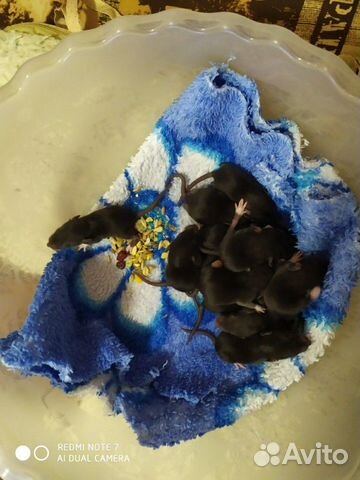 Продам крысят Дамбо