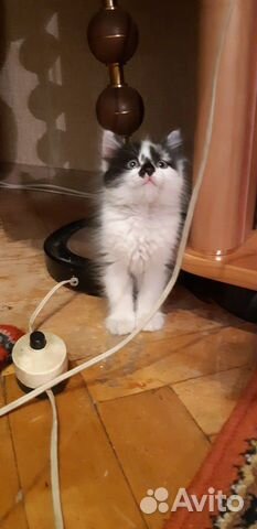 Котенок